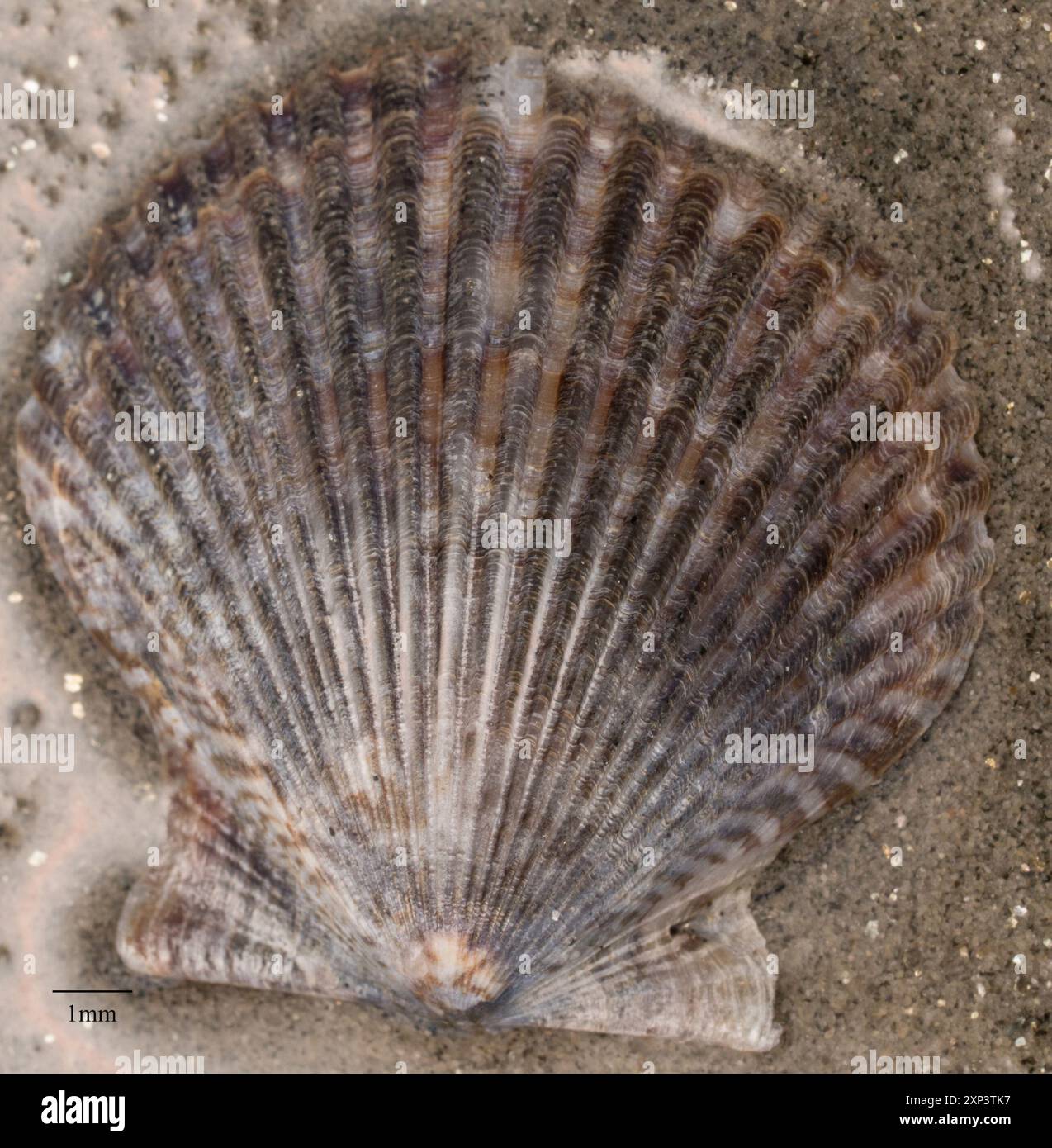 Pacific Calico Scallop (Argopecten ventricosus) Mollusca Stock Photo - Alamy