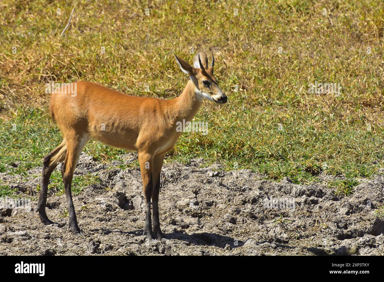 Pampas Deer seen from the Transpantaneir road, Mato Grosso Estate ...