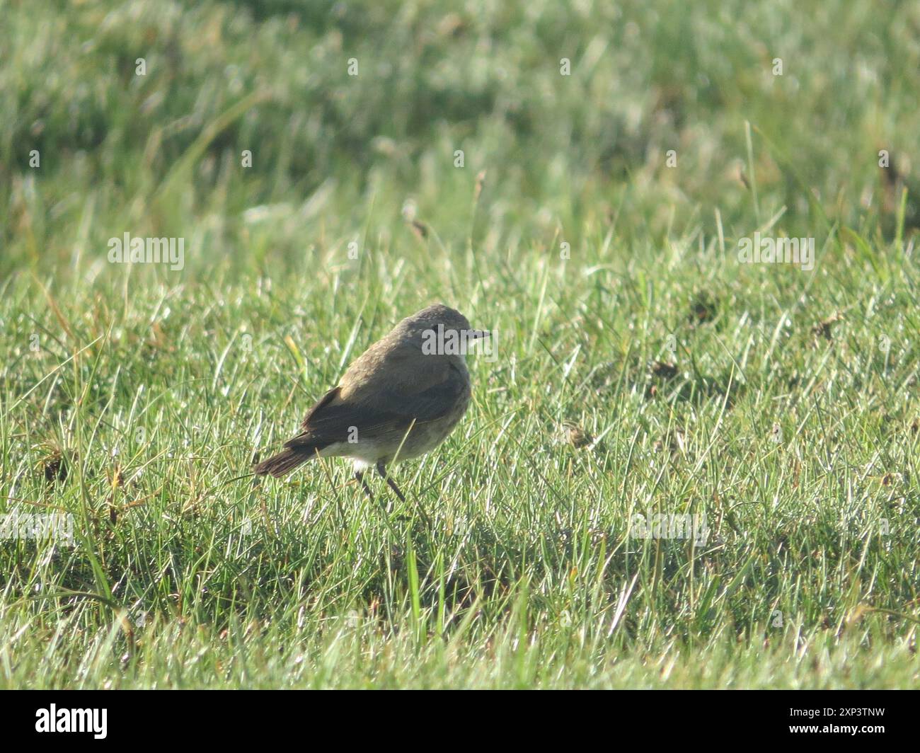 Austral negrito lessonia rufa hi-res stock photography and images - Alamy