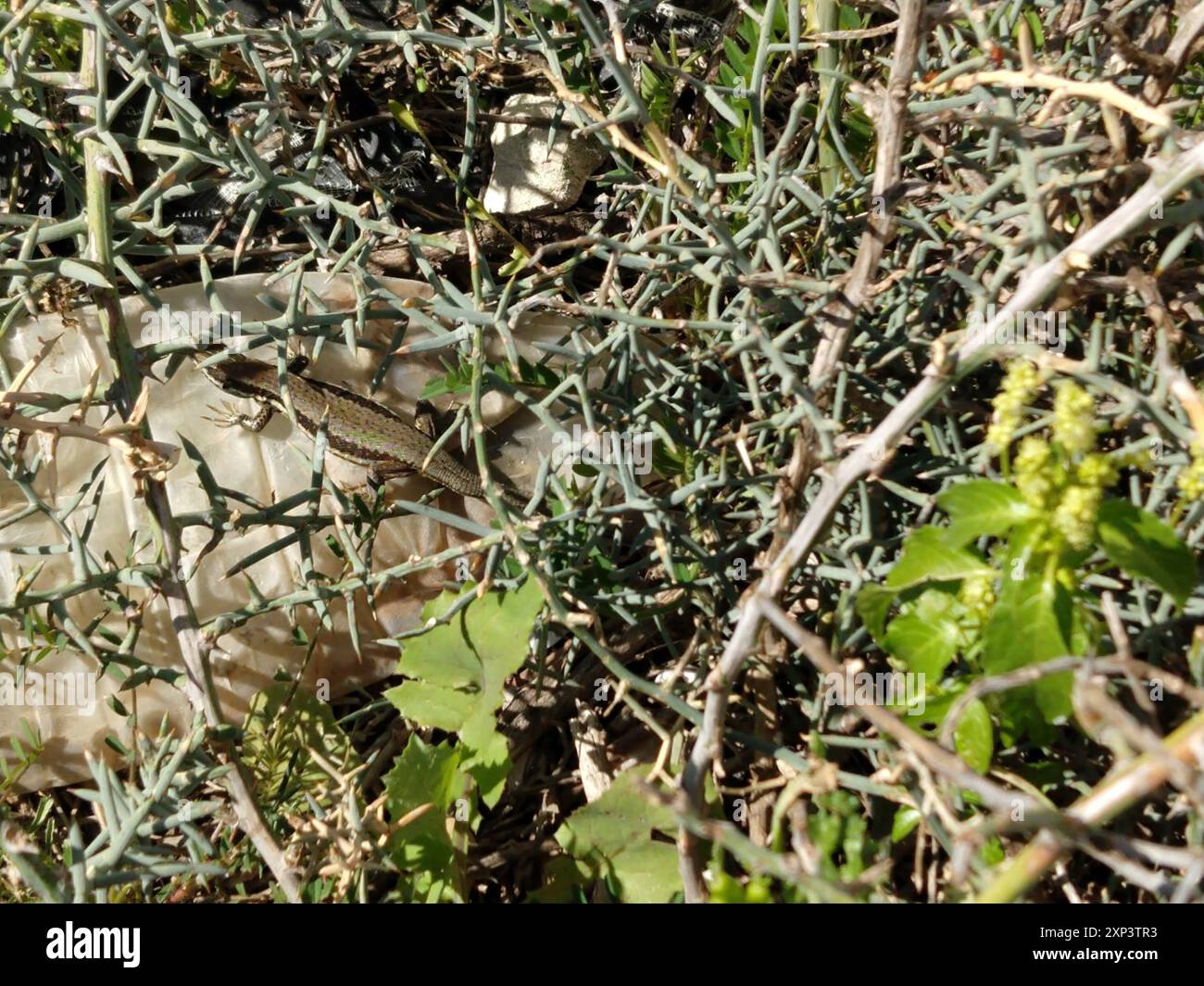 Troodos lizard hi-res stock photography and images - Alamy