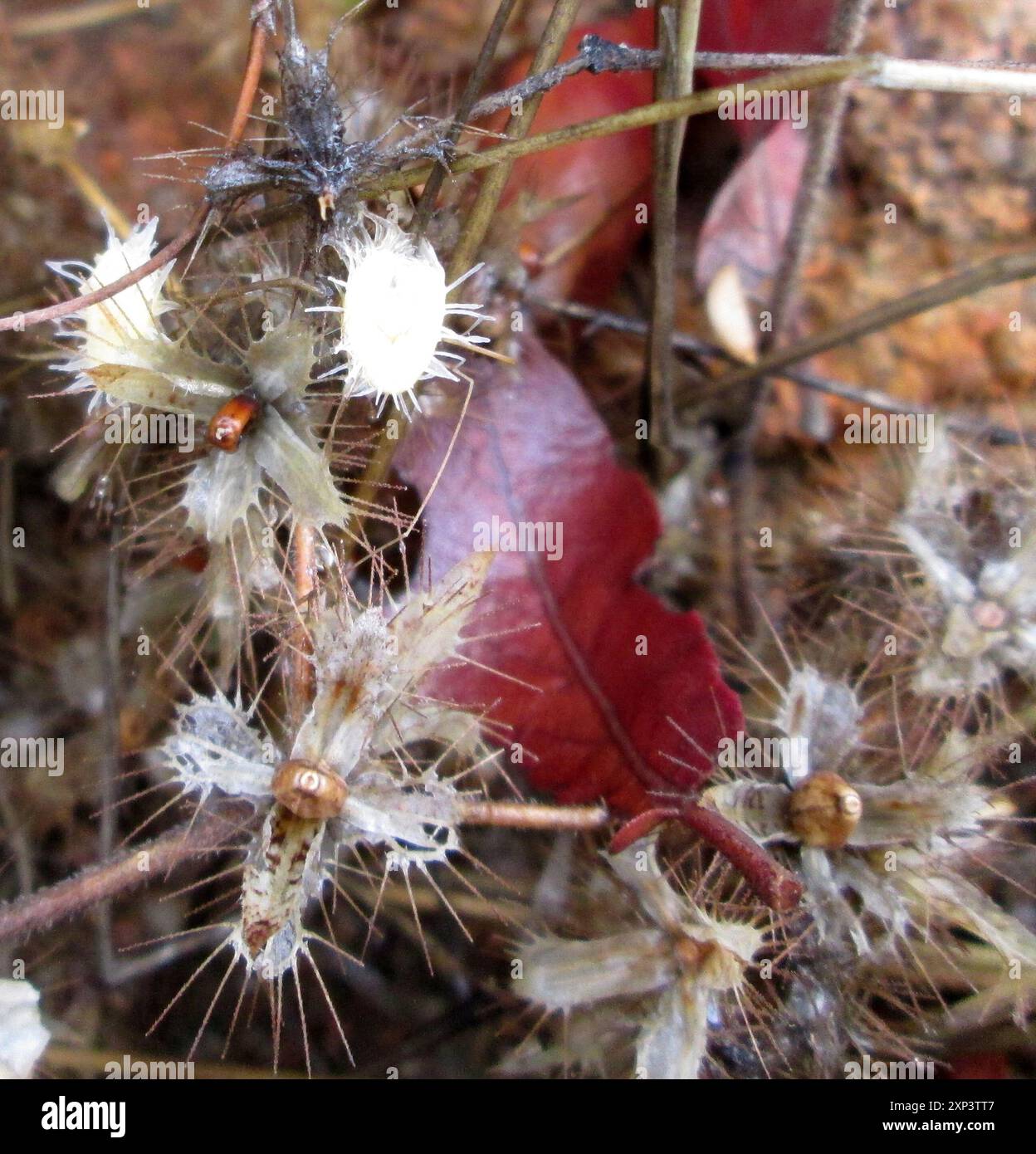 Surprise Packet (Blepharis maderaspatensis) Plantae Stock Photo - Alamy
