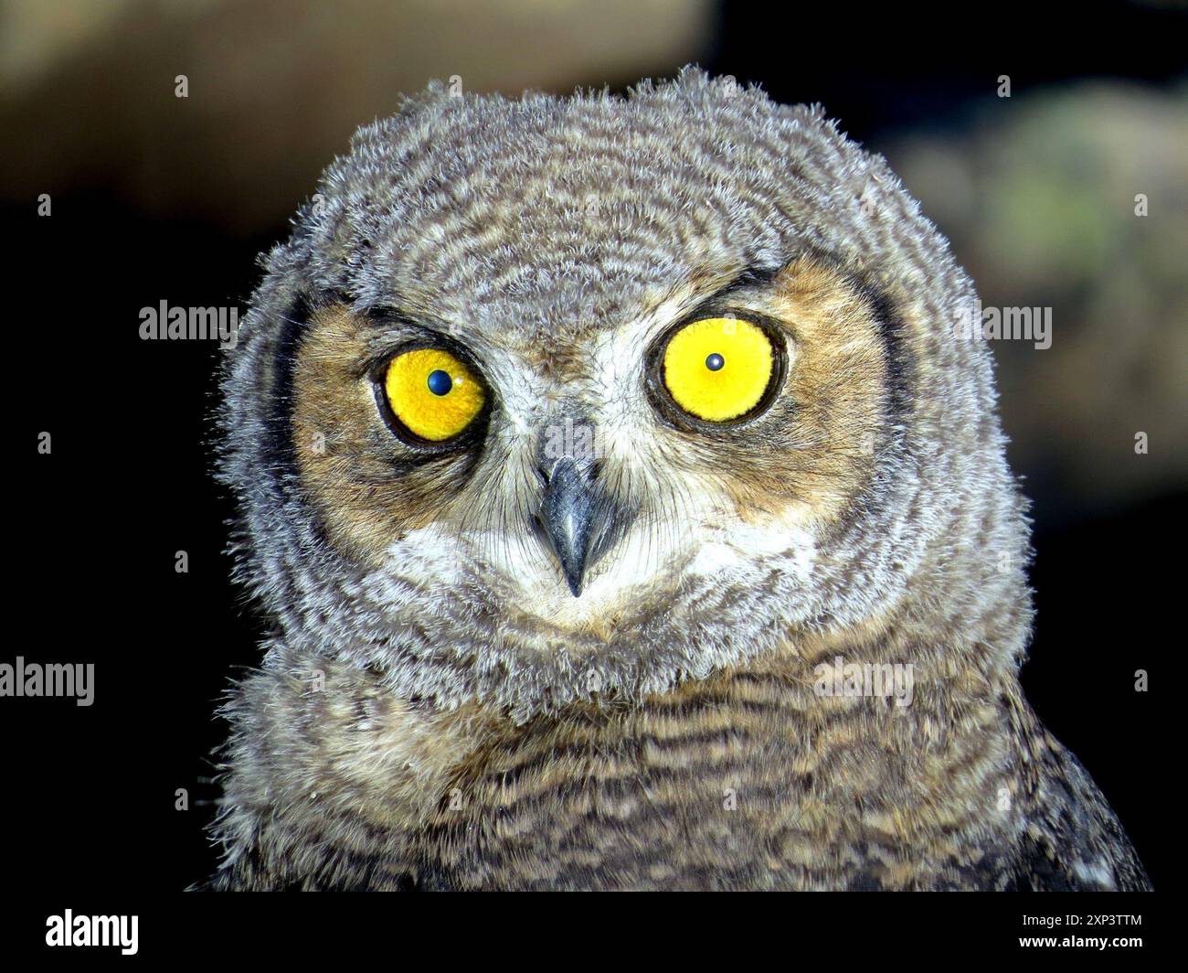 Bubo magellanicus hi-res stock photography and images - Alamy