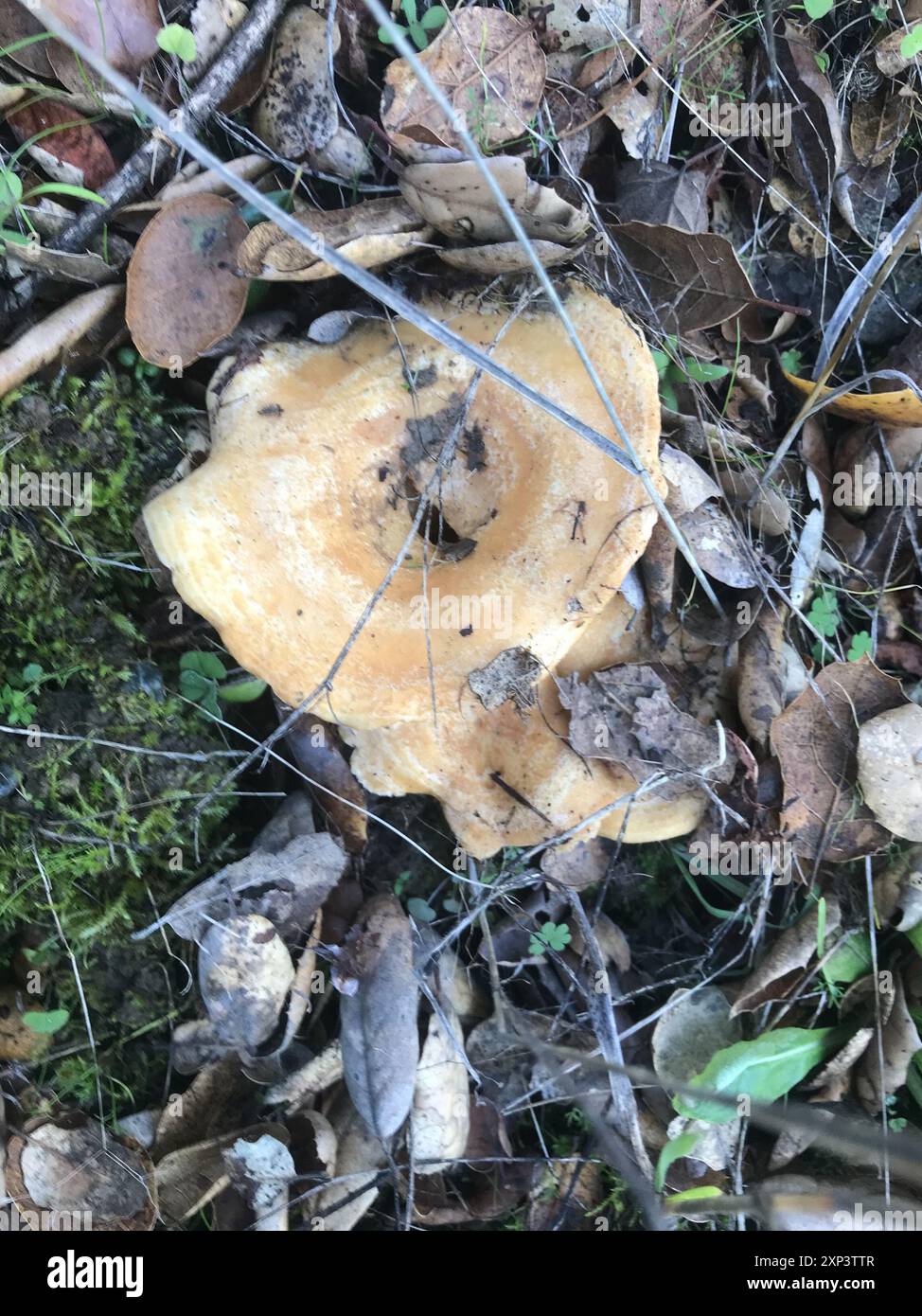 golden milkcap (Lactarius alnicola) Fungi Stock Photo - Alamy