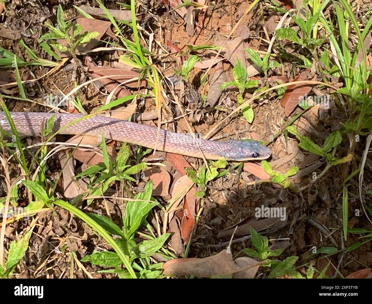 Puffing snake hi-res stock photography and images - Alamy