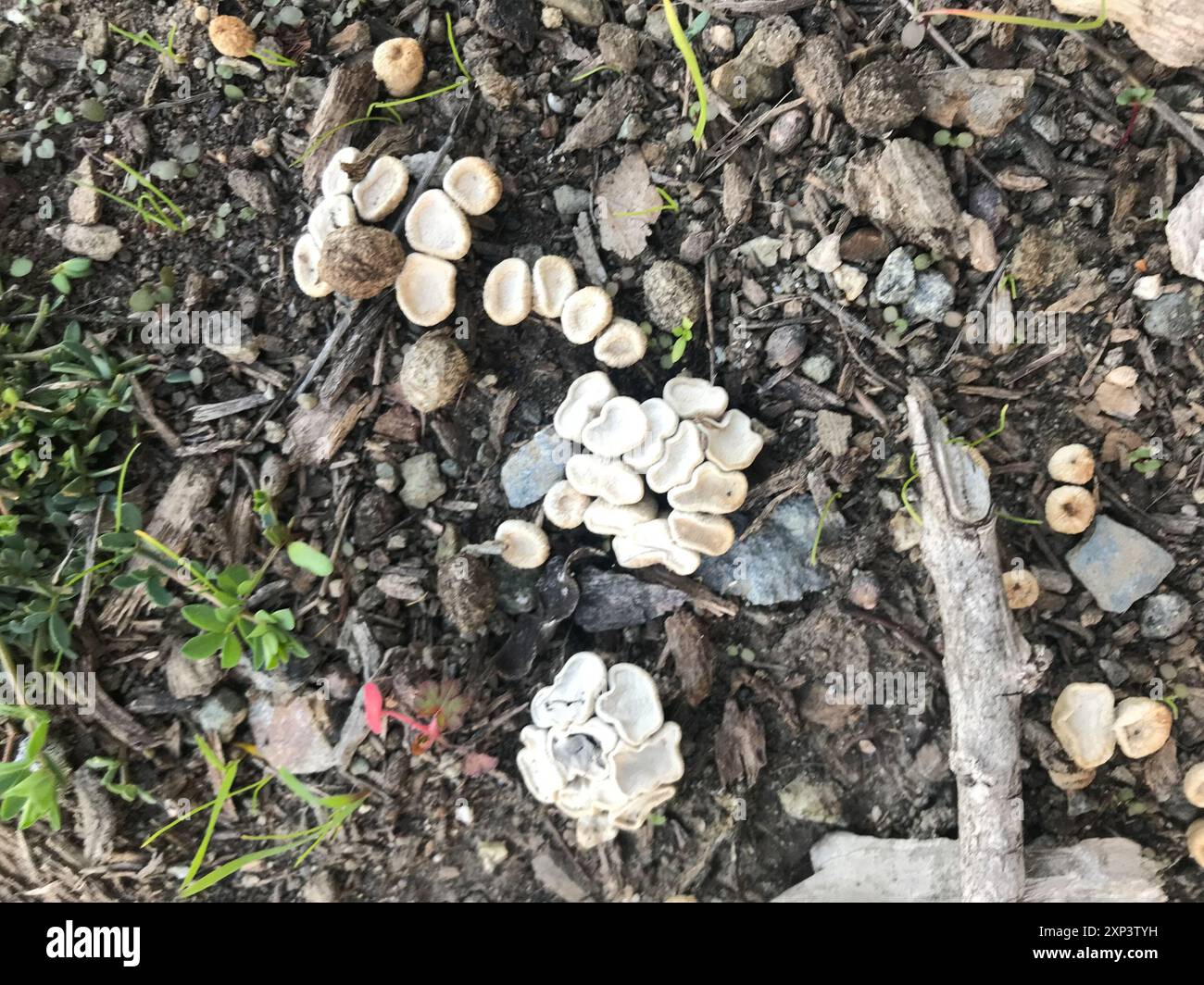 field bird's nest fungus (Cyathus olla) Fungi Stock Photo - Alamy