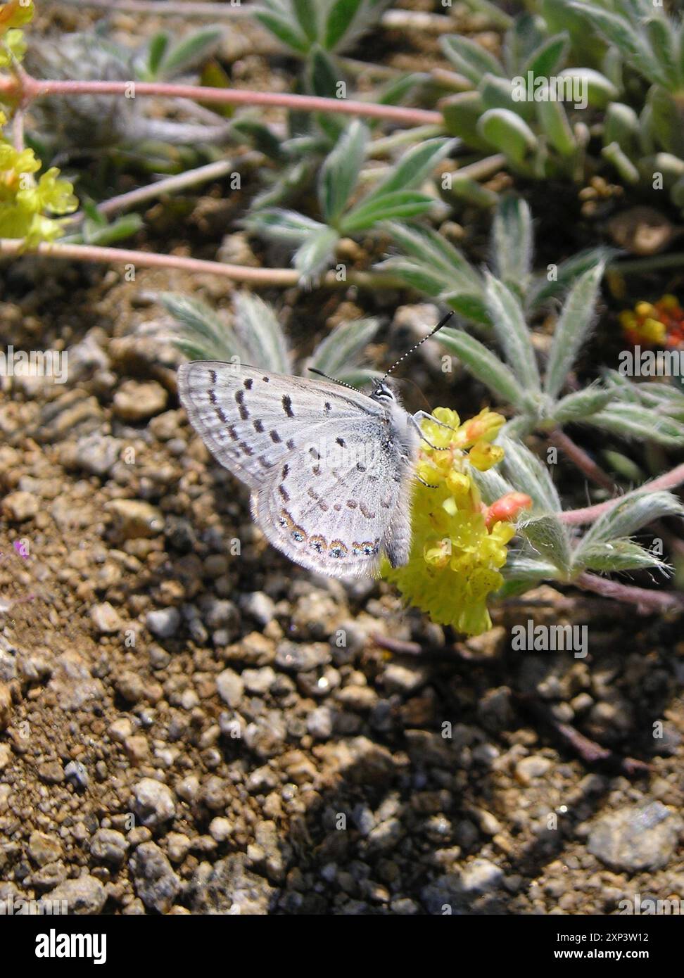 Shasta Blue (Icaricia shasta) Insecta Stock Photo - Alamy