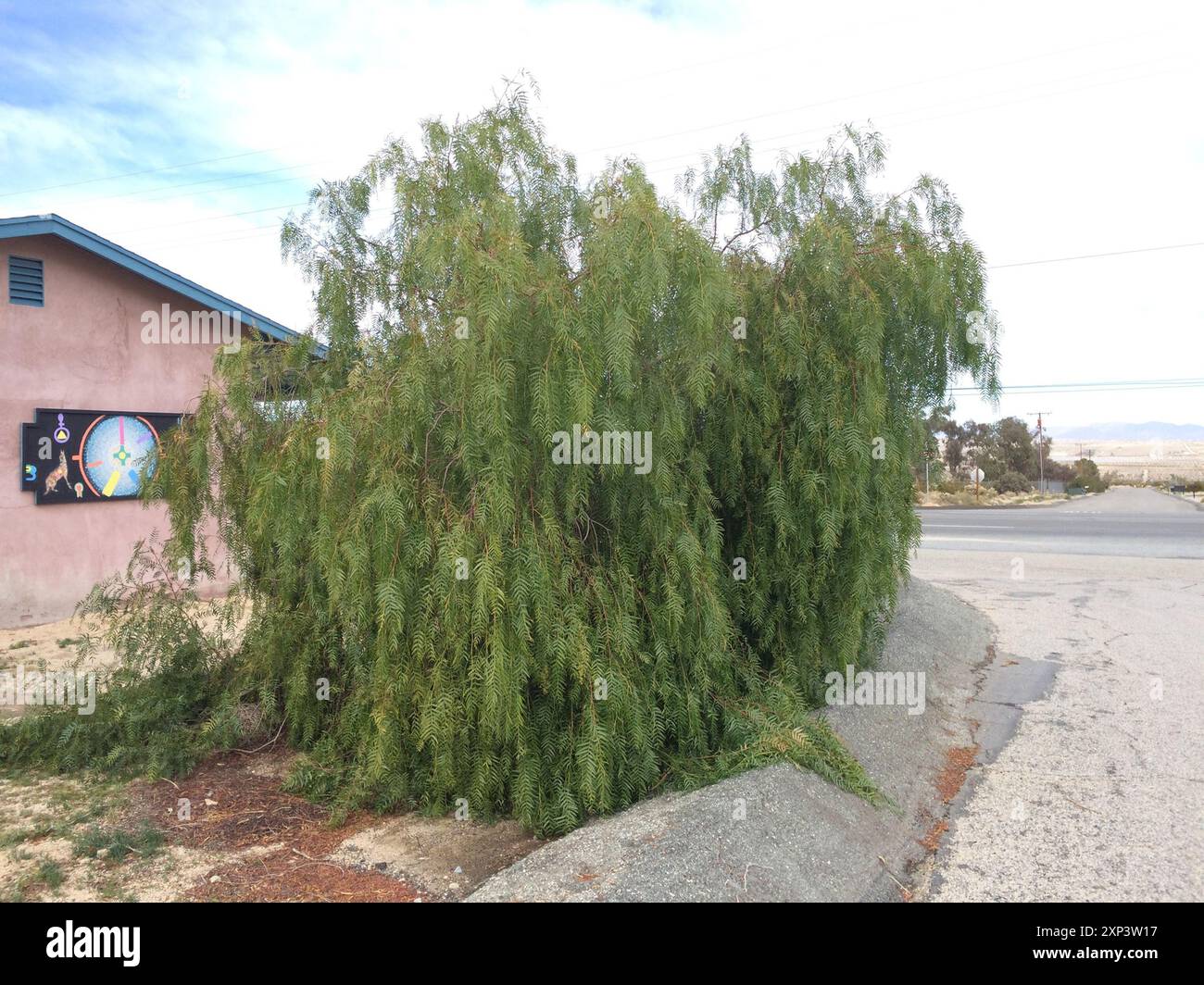 Peruvian Pepper Tree (Schinus molle) Plantae Stock Photo - Alamy
