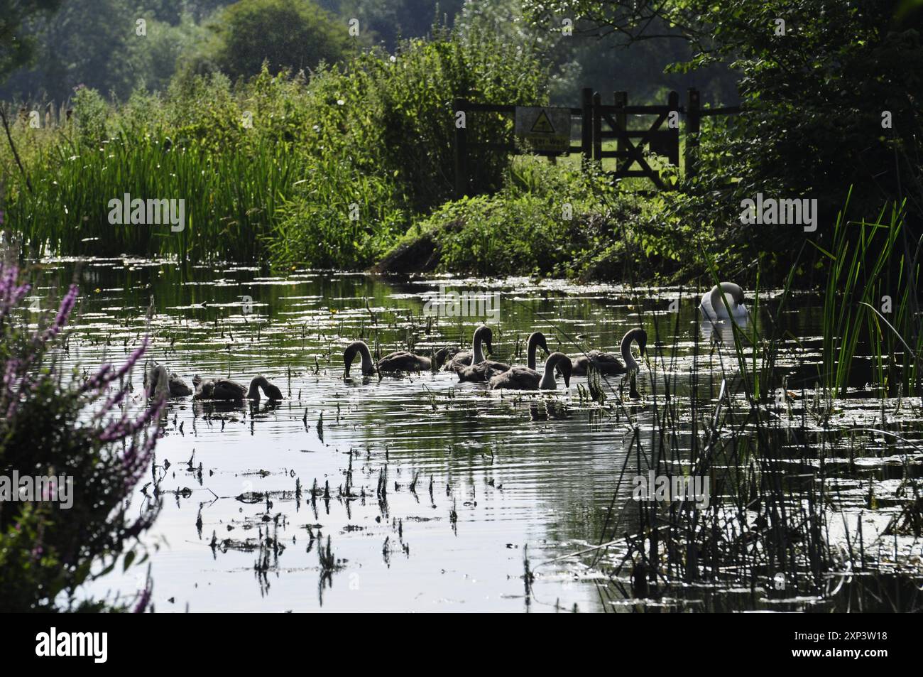 Clare Castle Country Park, Clare, Suffolk, England, UK Stock Photo - Alamy