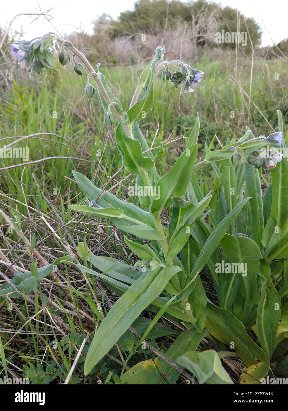 blue hound's-tongue (Cynoglossum creticum) Plantae Stock Photo - Alamy