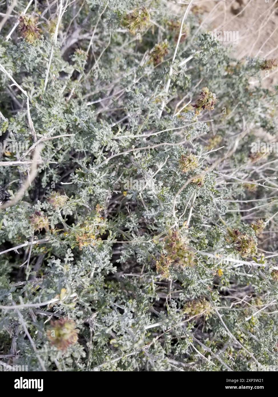 Burrobush (Ambrosia dumosa) Plantae Stock Photo - Alamy