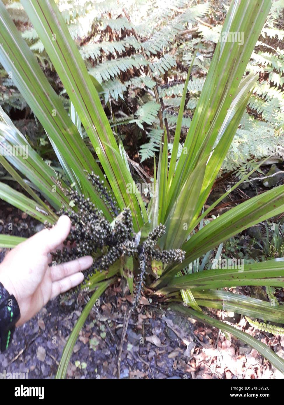 Bush Flax (Astelia fragrans) Plantae Stock Photo - Alamy