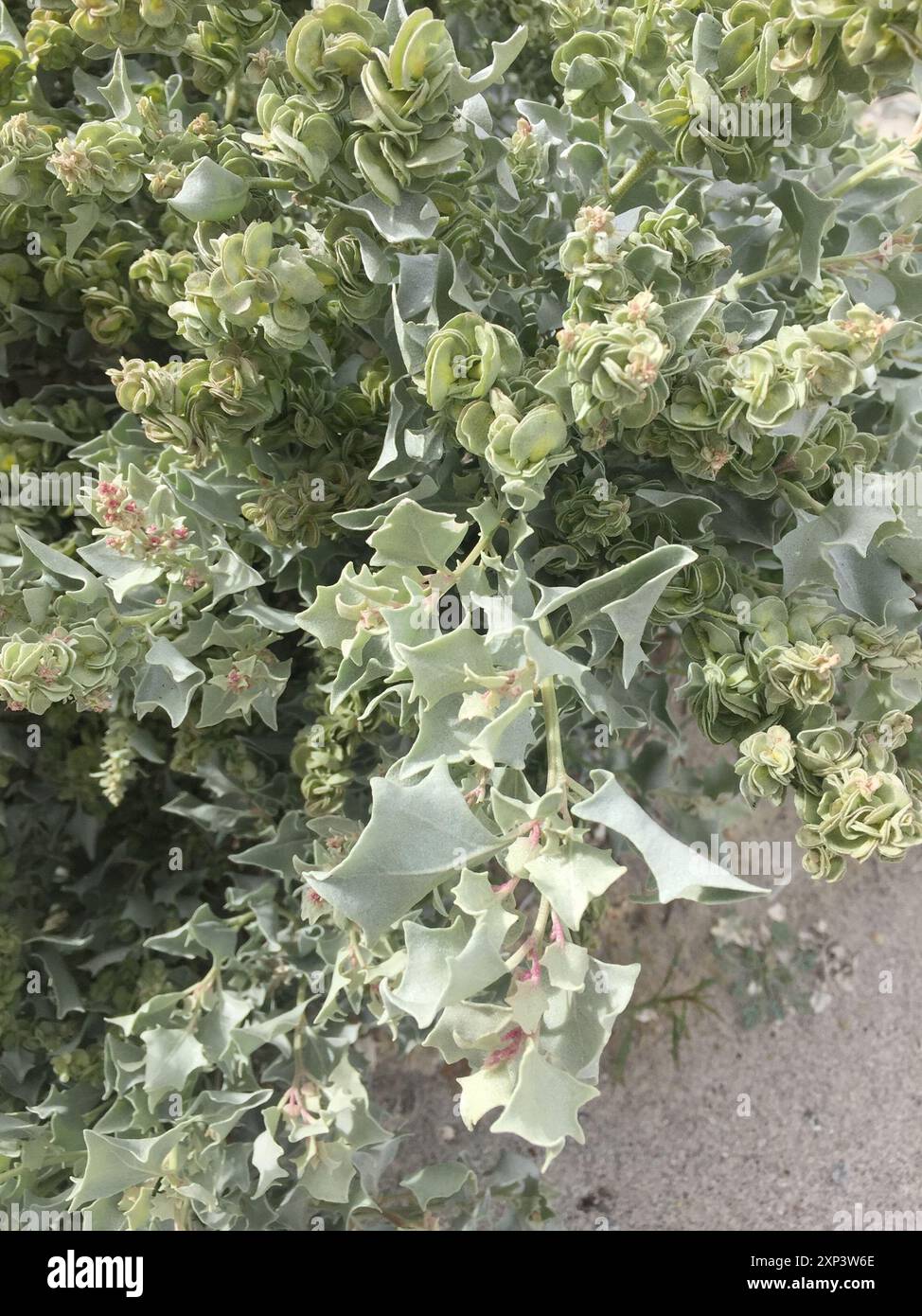 Desert Holly (Atriplex hymenelytra) Plantae Stock Photo - Alamy