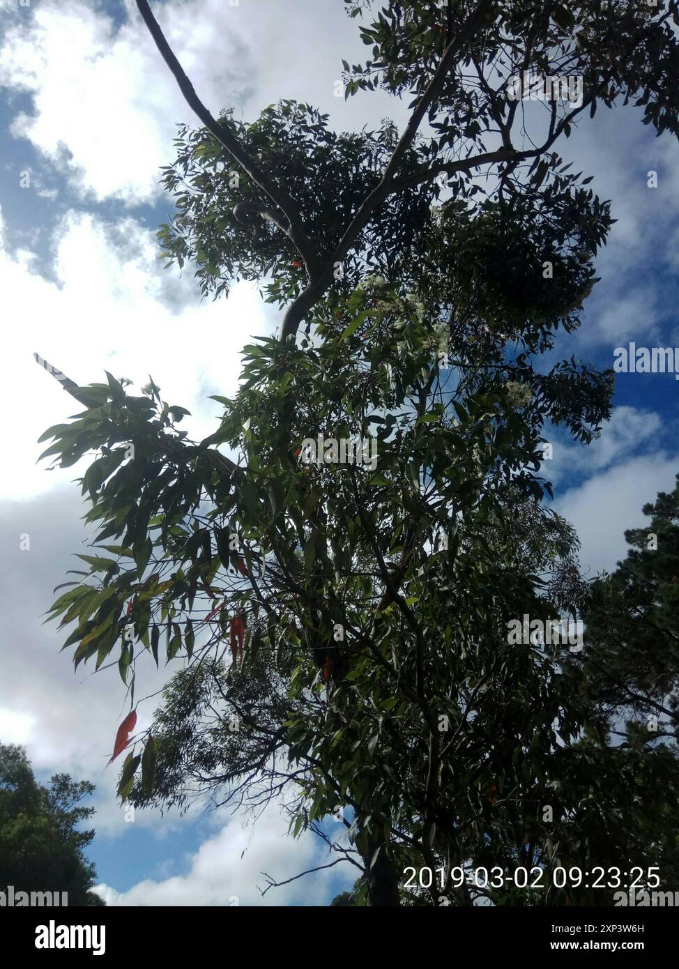 Red Bloodwood (Corymbia gummifera) Plantae Stock Photo - Alamy