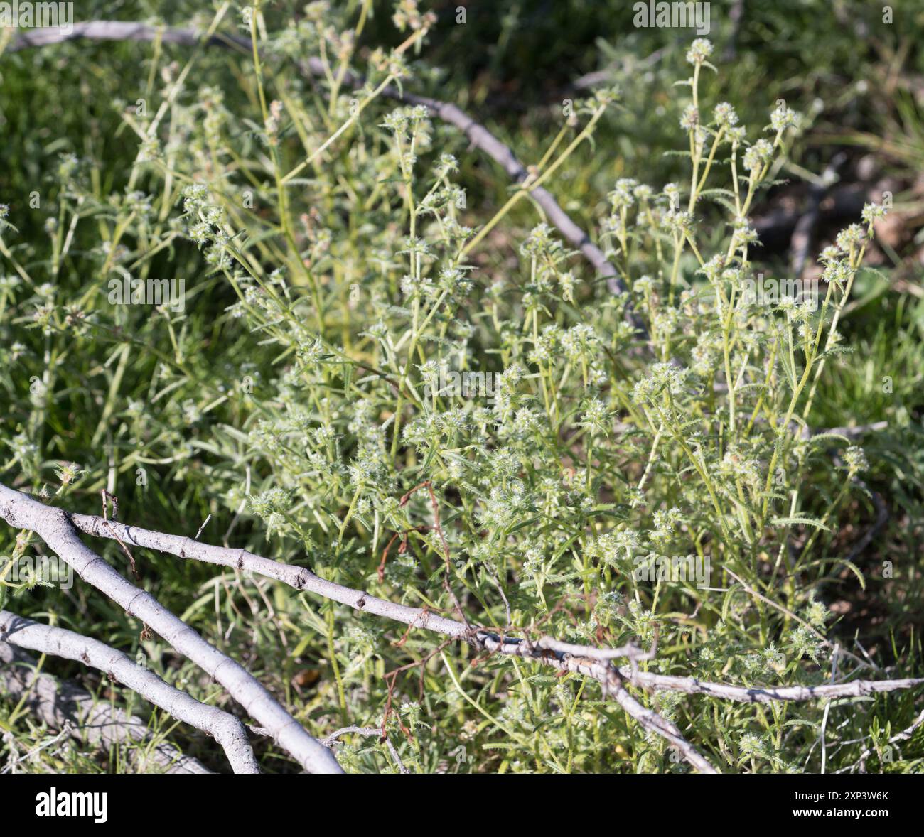 Guadalupe cryptantha (Cryptantha maritima) Plantae Stock Photo - Alamy