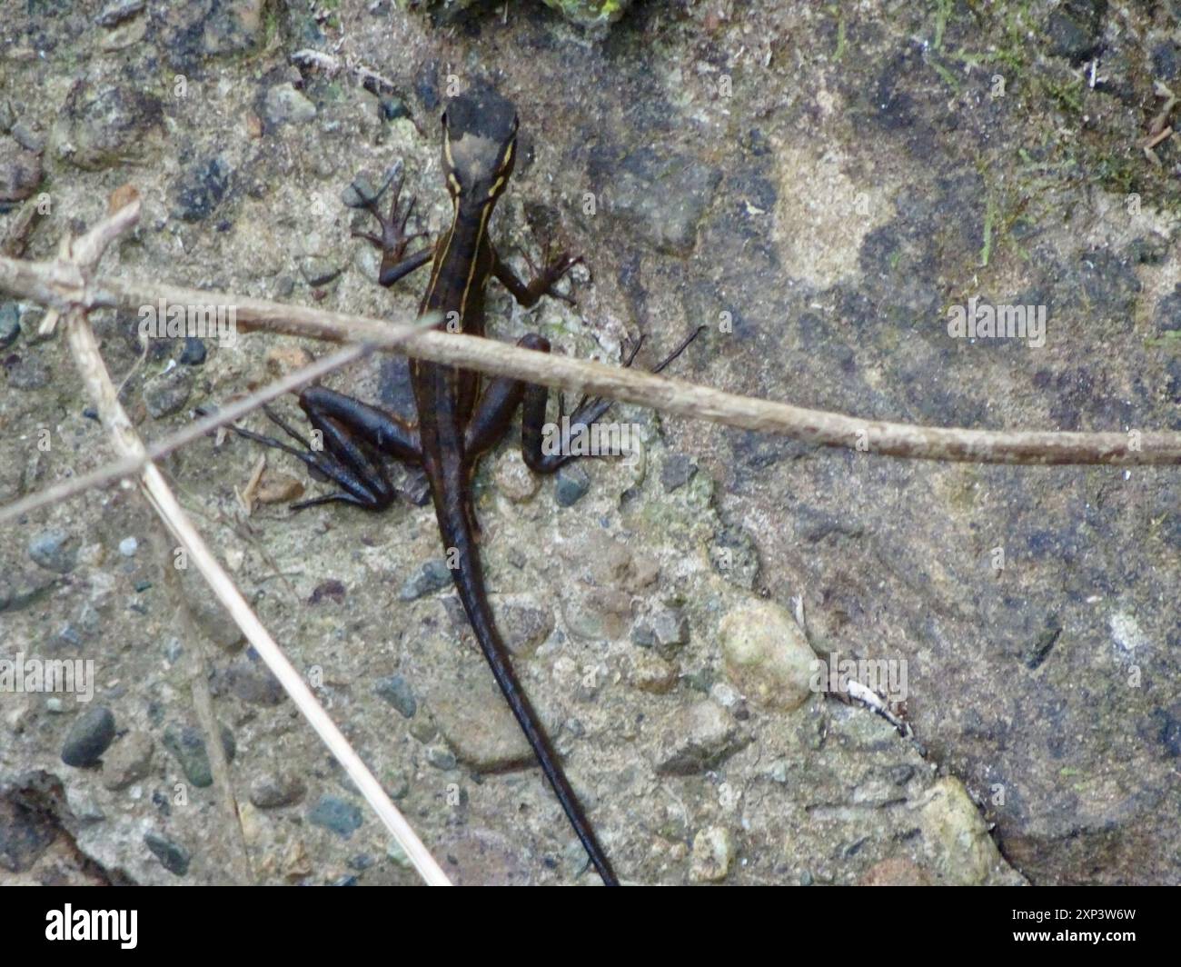 Common Basilisk (Basiliscus basiliscus) Reptilia Stock Photo - Alamy