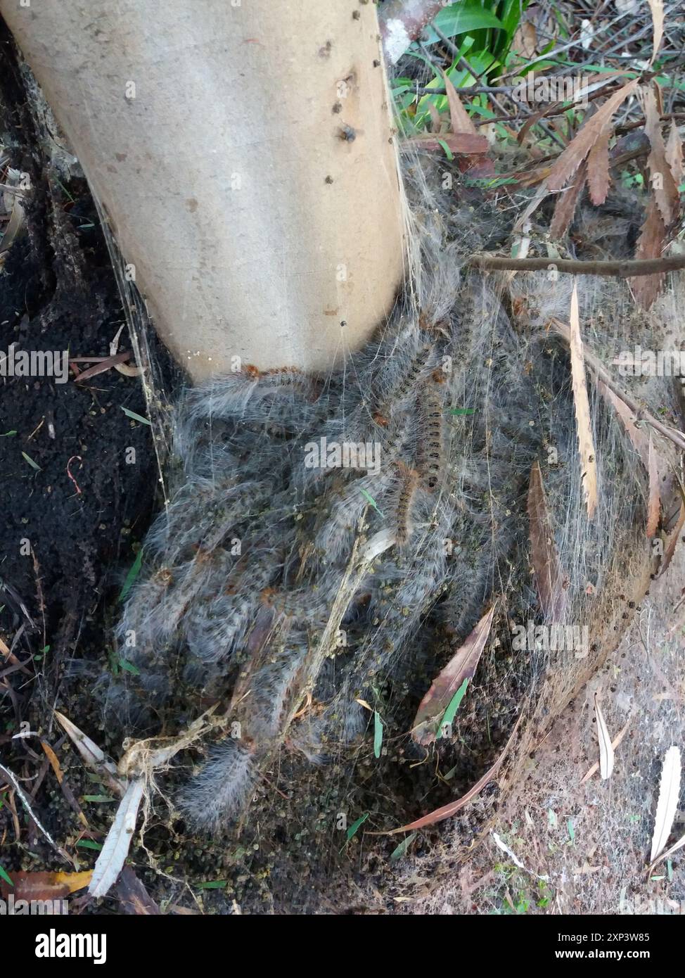 White Cedar Moth (Leptocneria reducta) Insecta Stock Photo - Alamy