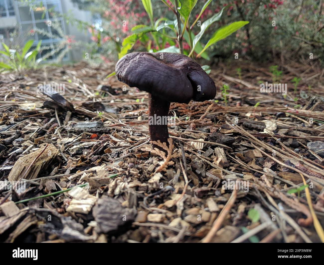 Pine Spikes (Chroogomphus vinicolor) Fungi Stock Photo - Alamy