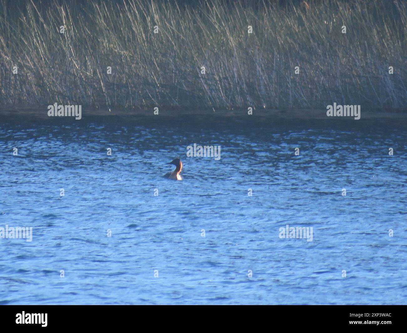 Great Grebe (Podiceps major) Aves Stock Photo - Alamy