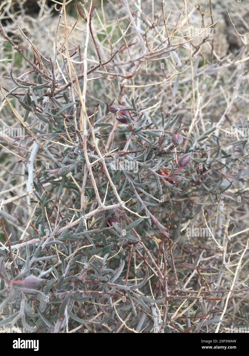 Littleleaf Rhatany (Krameria erecta) Plantae Stock Photo - Alamy