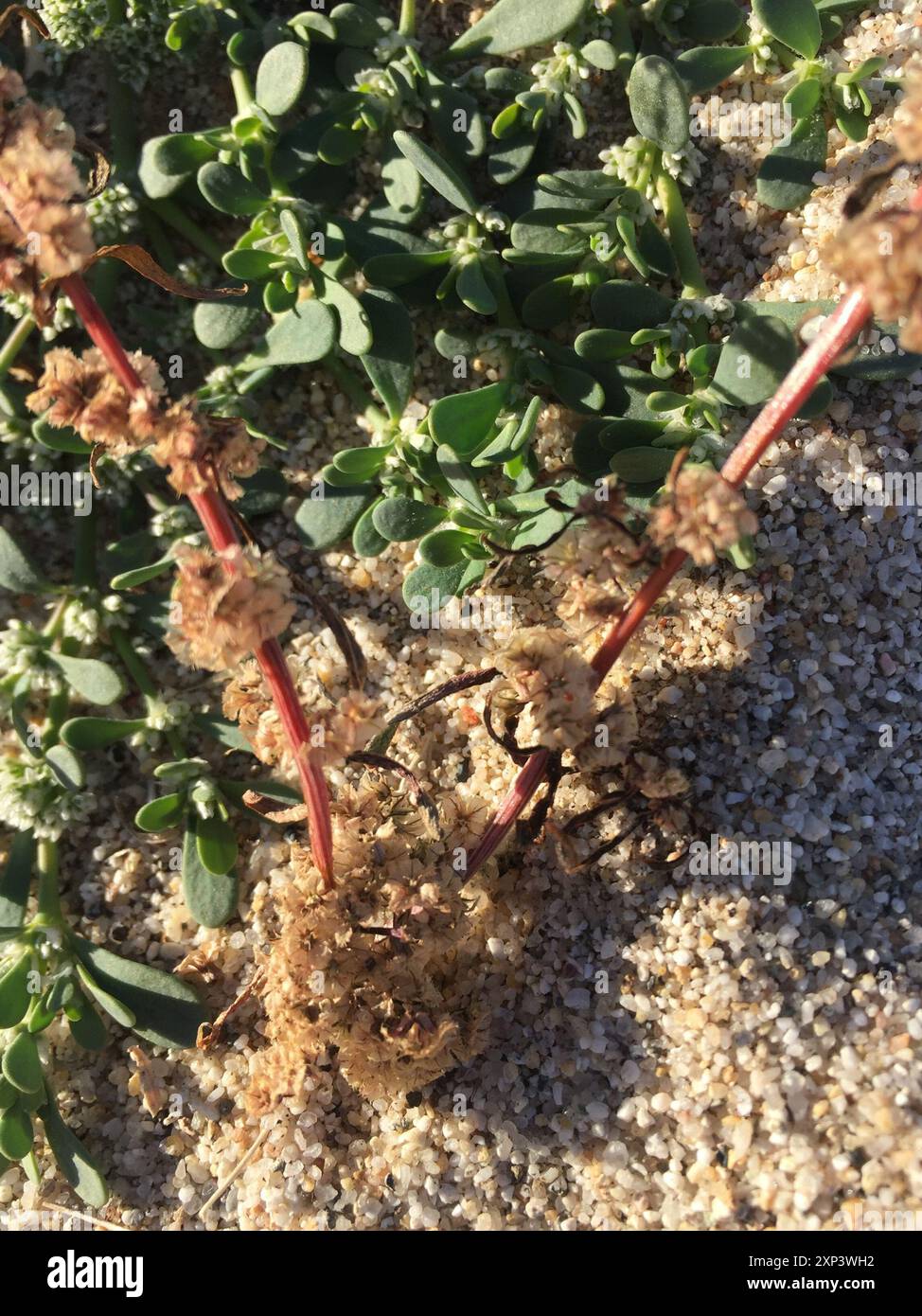Fringed Amaranth (Amaranthus fimbriatus) Plantae Stock Photo - Alamy