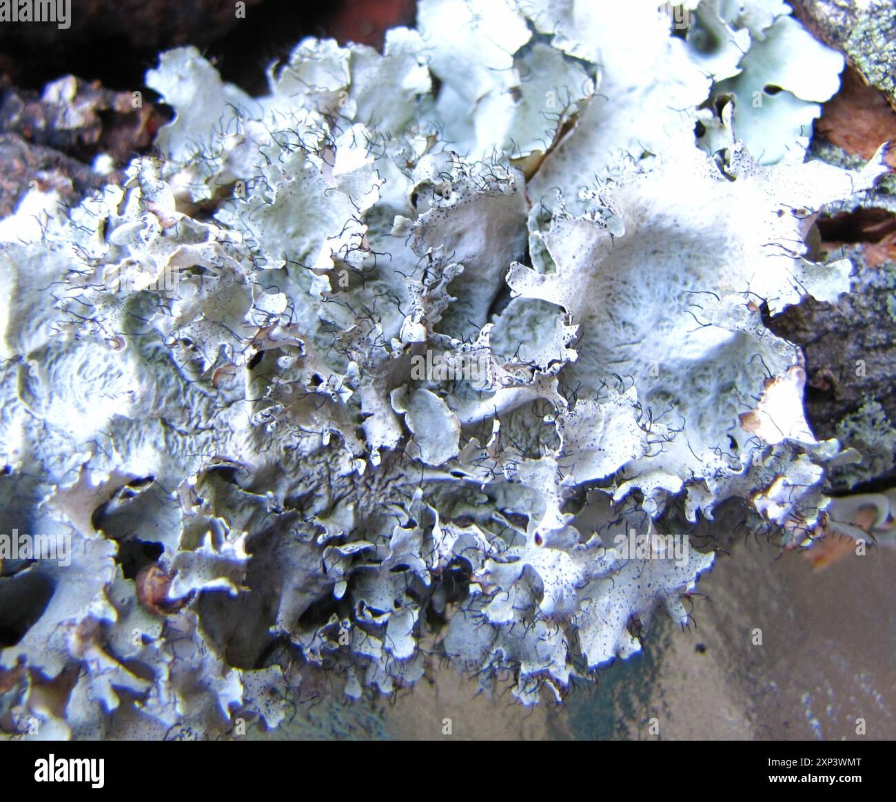 perforated ruffle lichen (Parmotrema perforatum) Fungi Stock Photo - Alamy