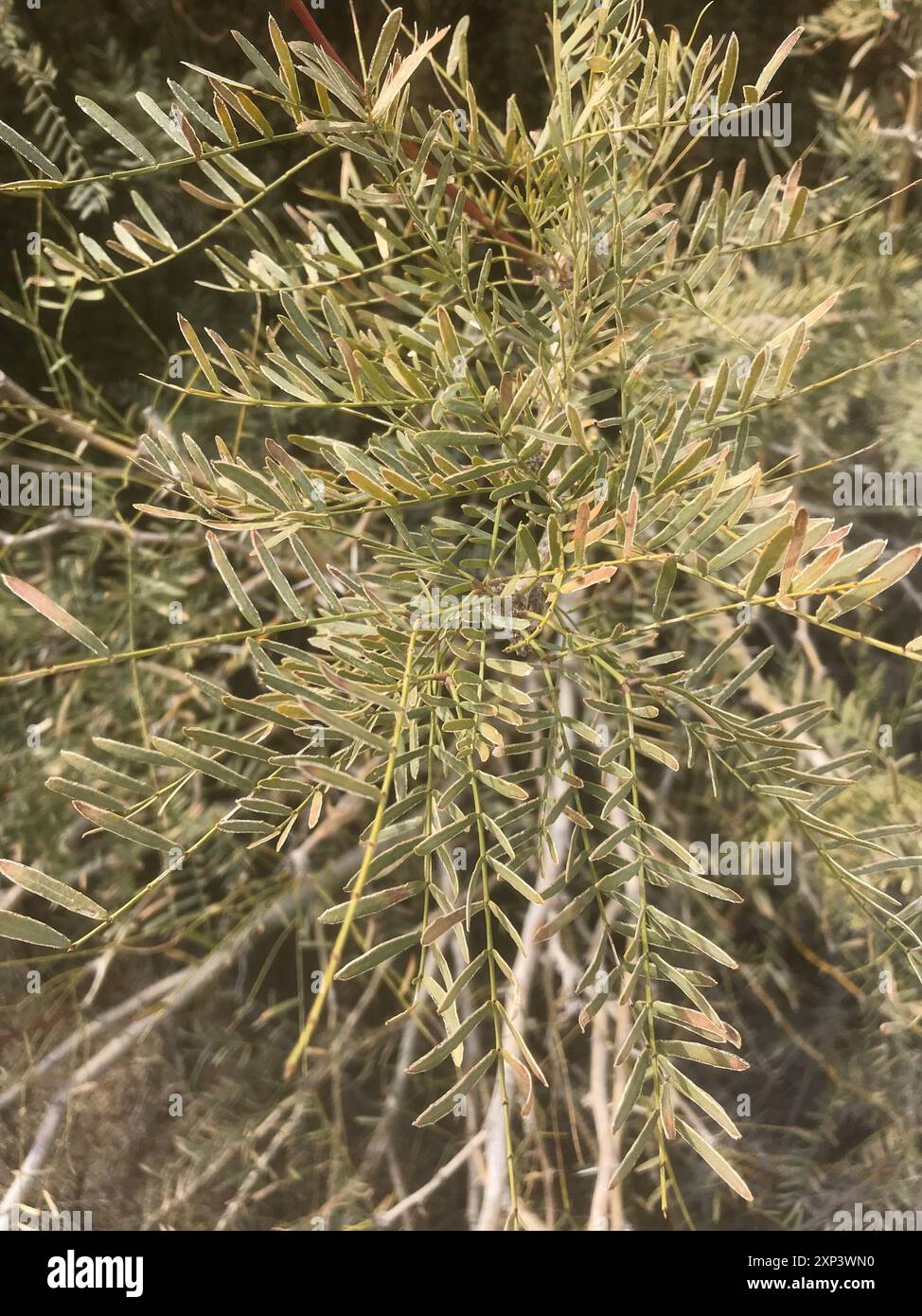 mesquites (Neltuma) Plantae Stock Photo - Alamy