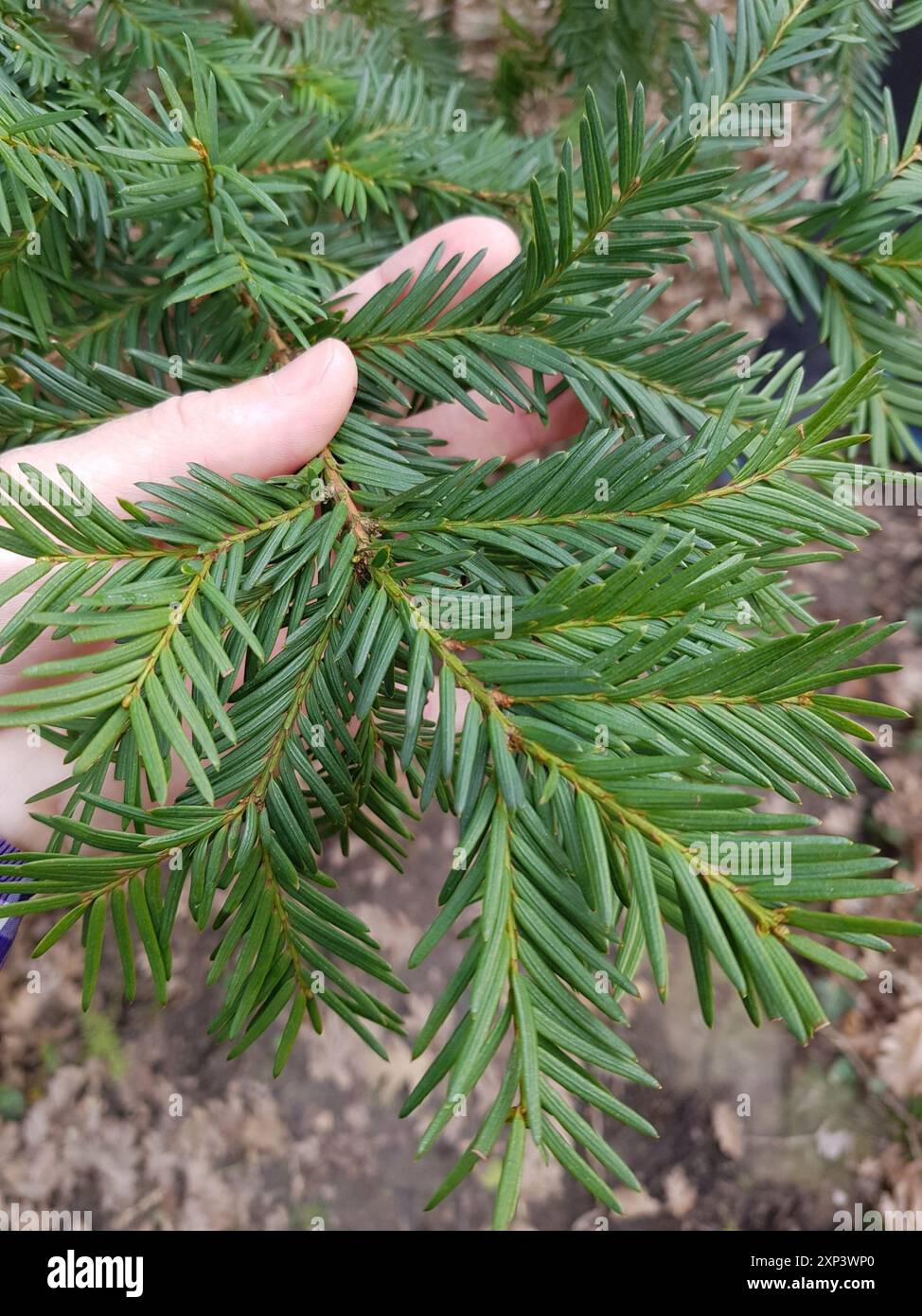 common yew (Taxus baccata) Plantae Stock Photo - Alamy