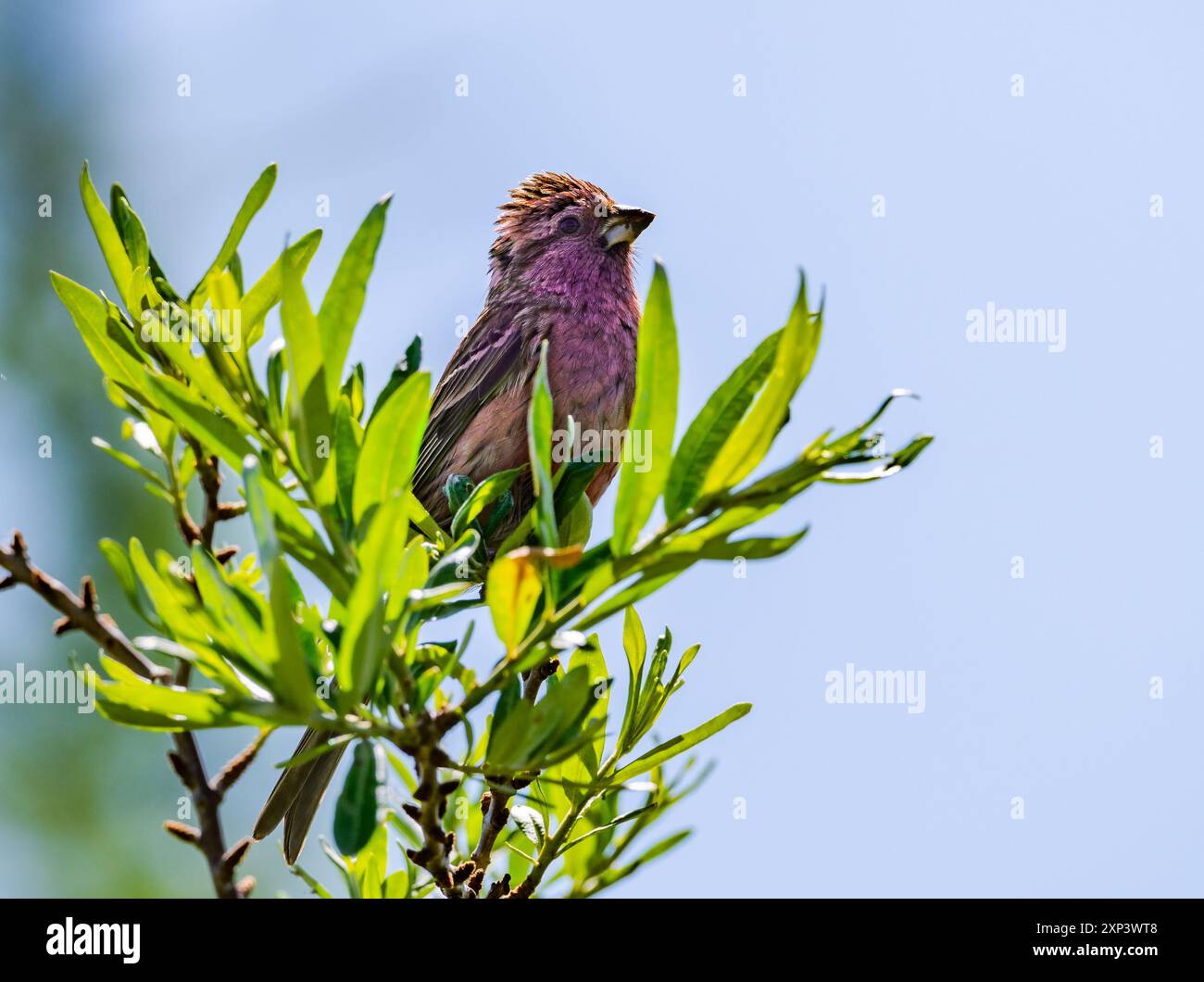 Chinese beautiful rosefinch hi-res stock photography and images - Alamy
