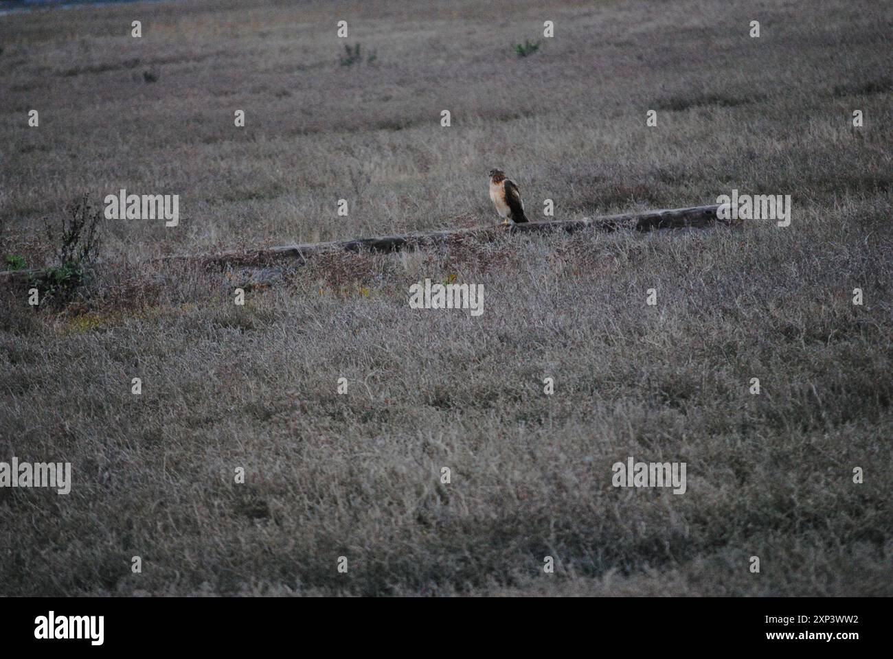 Northern Harrier (Circus hudsonius) Aves Stock Photo - Alamy