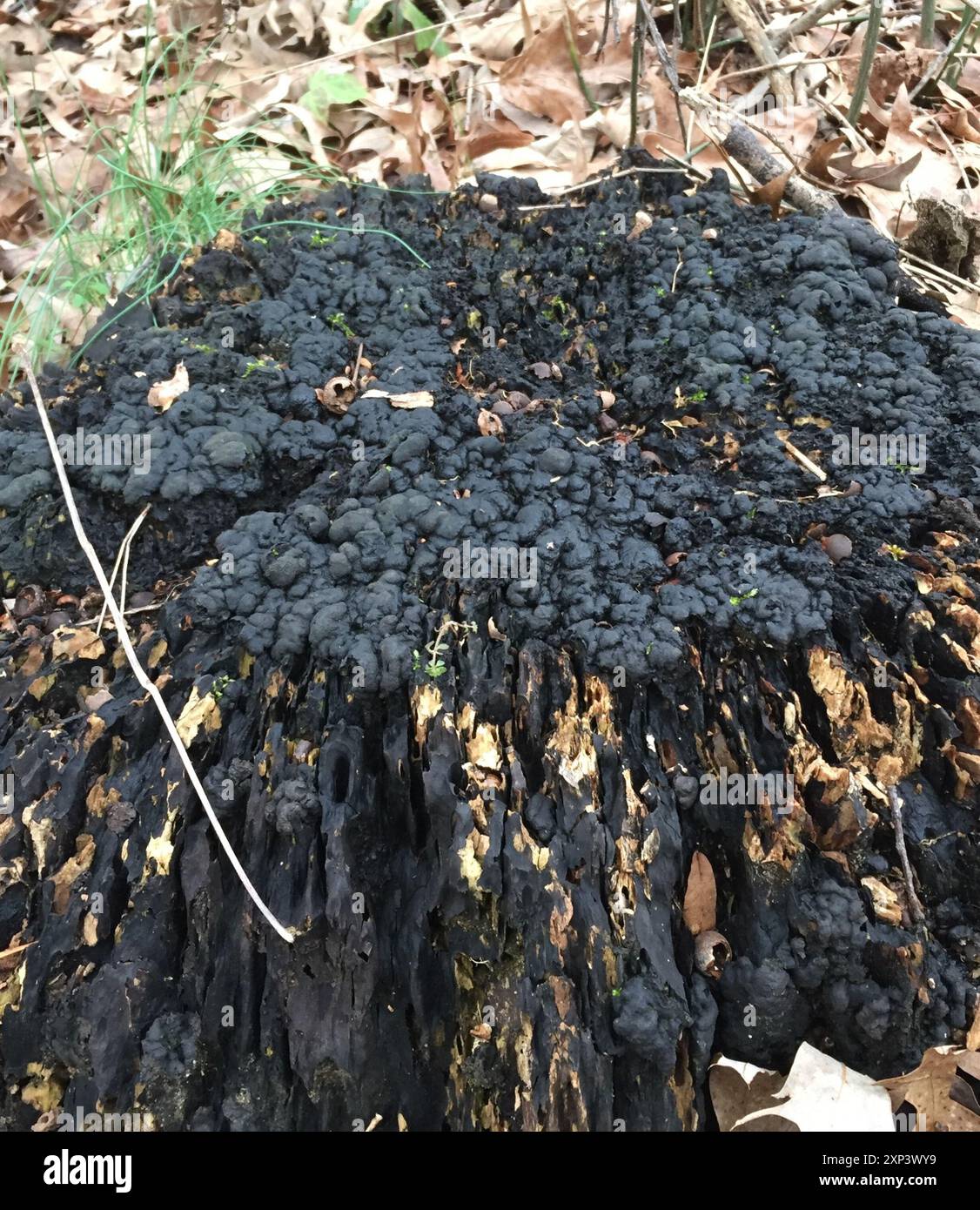 Brittle Cinder (Kretzschmaria deusta) Fungi Stock Photo - Alamy