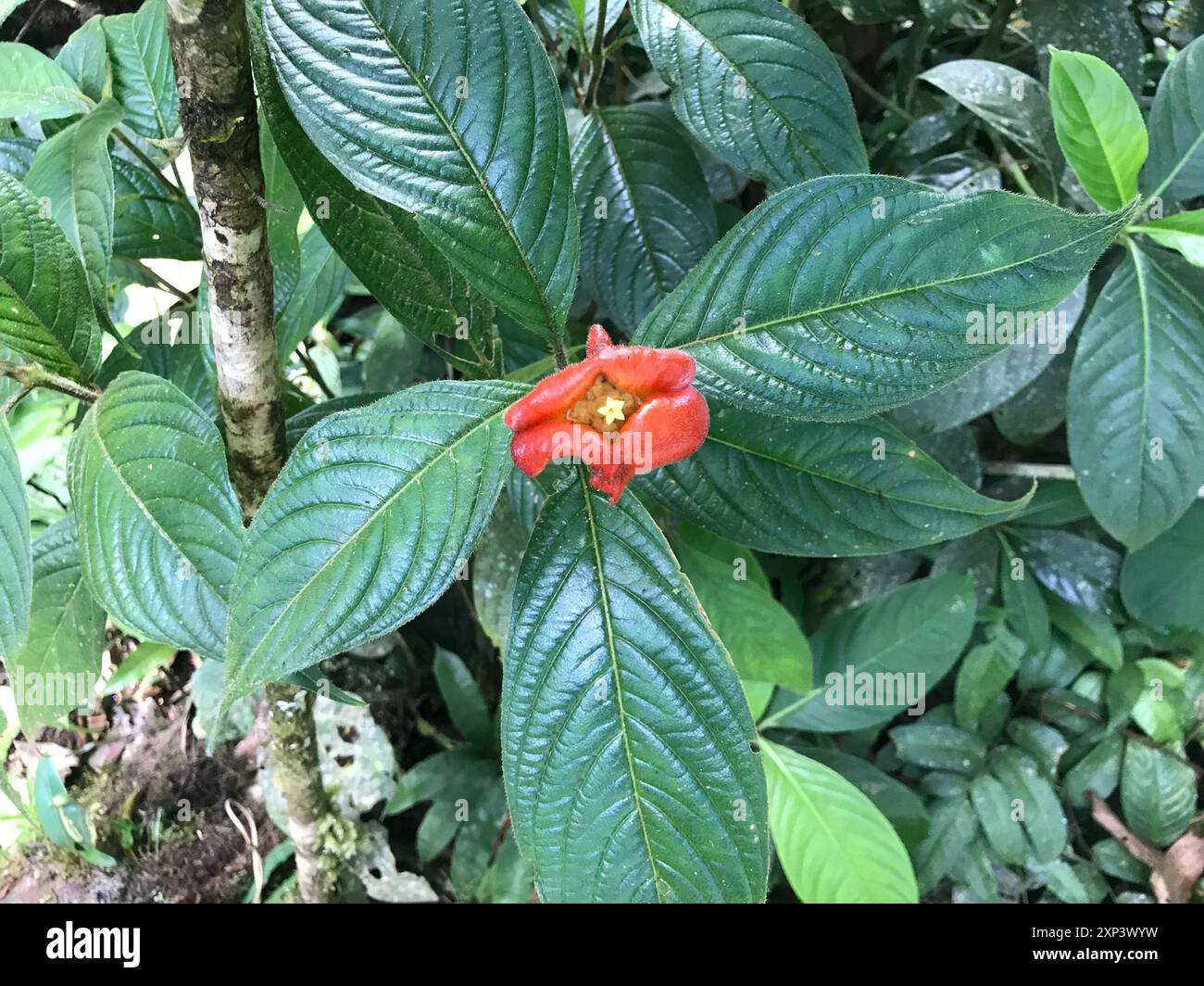 sore-mouth bush (Palicourea tomentosa) Plantae Stock Photo - Alamy