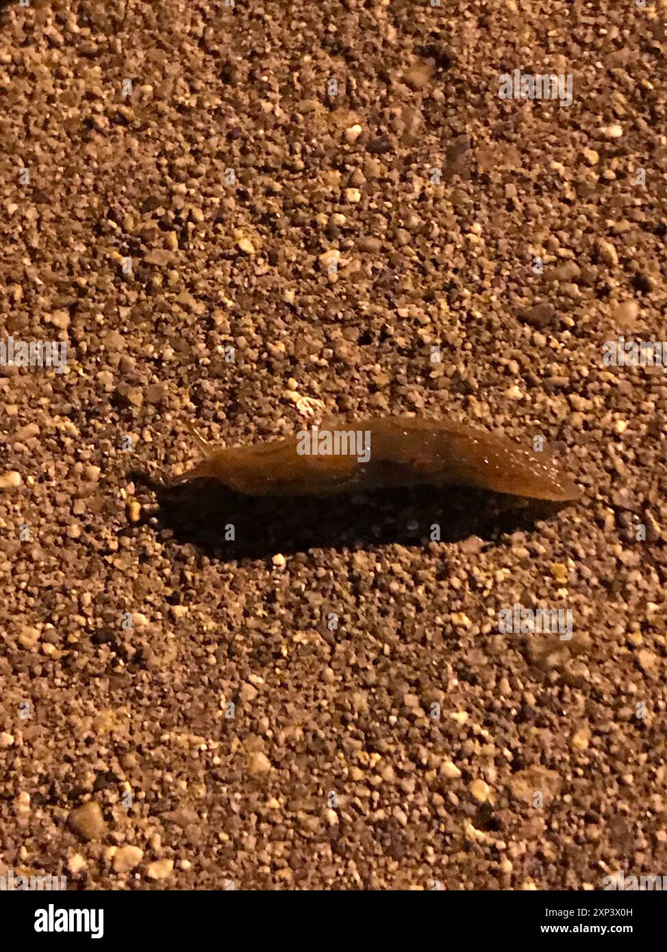 Threeband Slugs (Ambigolimax) Mollusca Stock Photo - Alamy