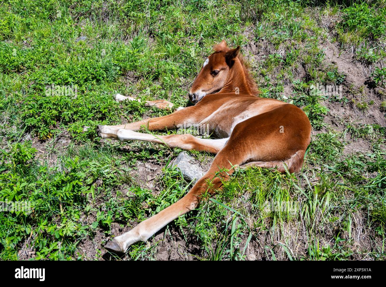 Baby horse in grass hi-res stock photography and images - Alamy