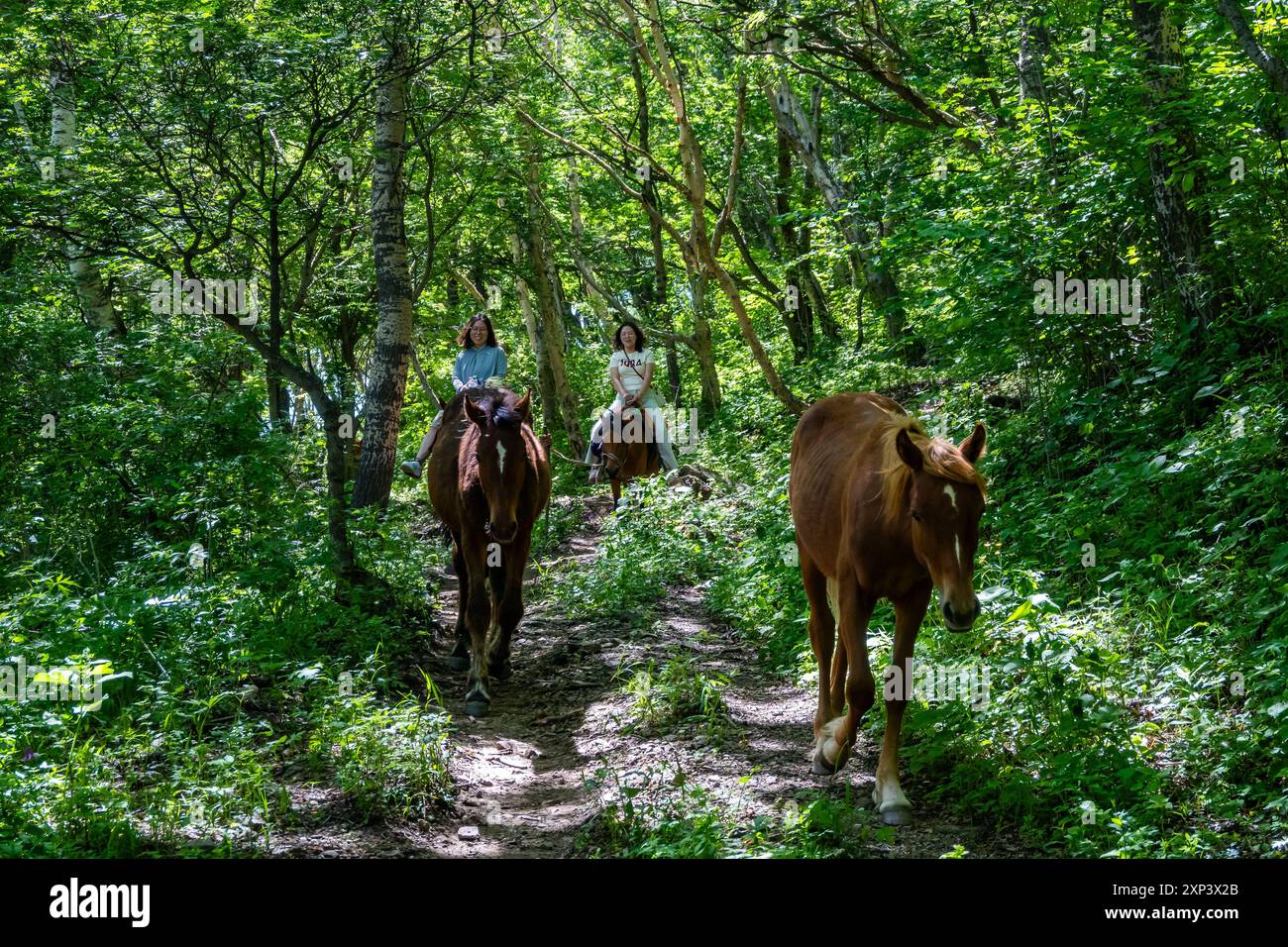 Tourists enjoy horseback riding on forest trail at Lingshan 灵山. Beijing ...