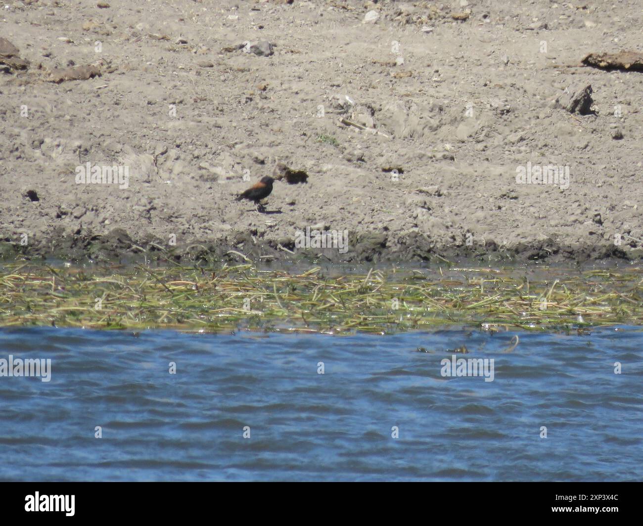Austral negrito lessonia rufa hi-res stock photography and images - Alamy