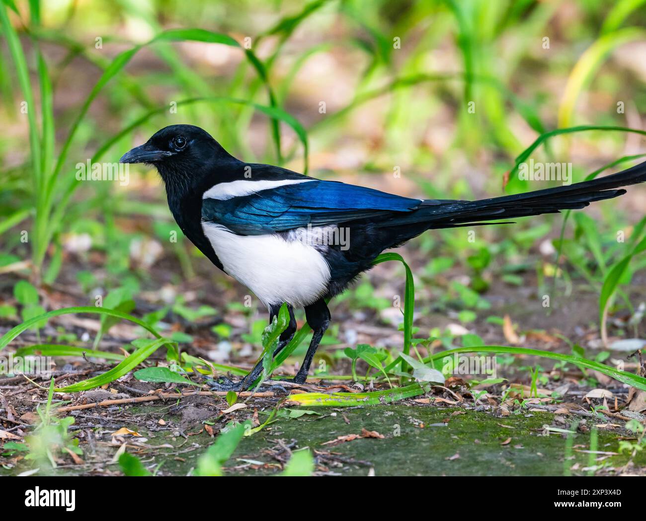 An Oriental Magpie (Pica serica) foraging on ground. Beijing, China ...