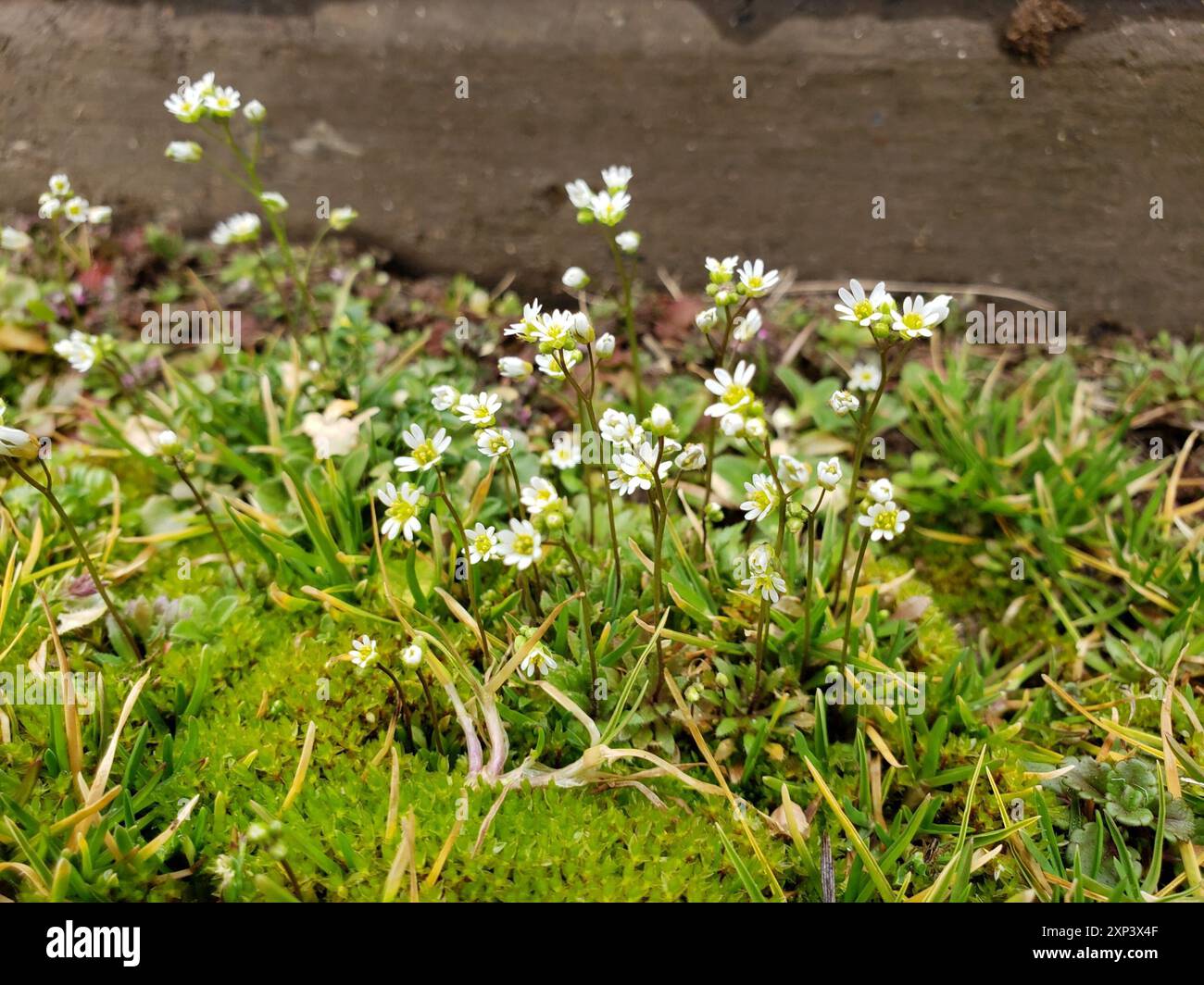 Common Whitlowgrass (Draba verna) Plantae Stock Photo - Alamy
