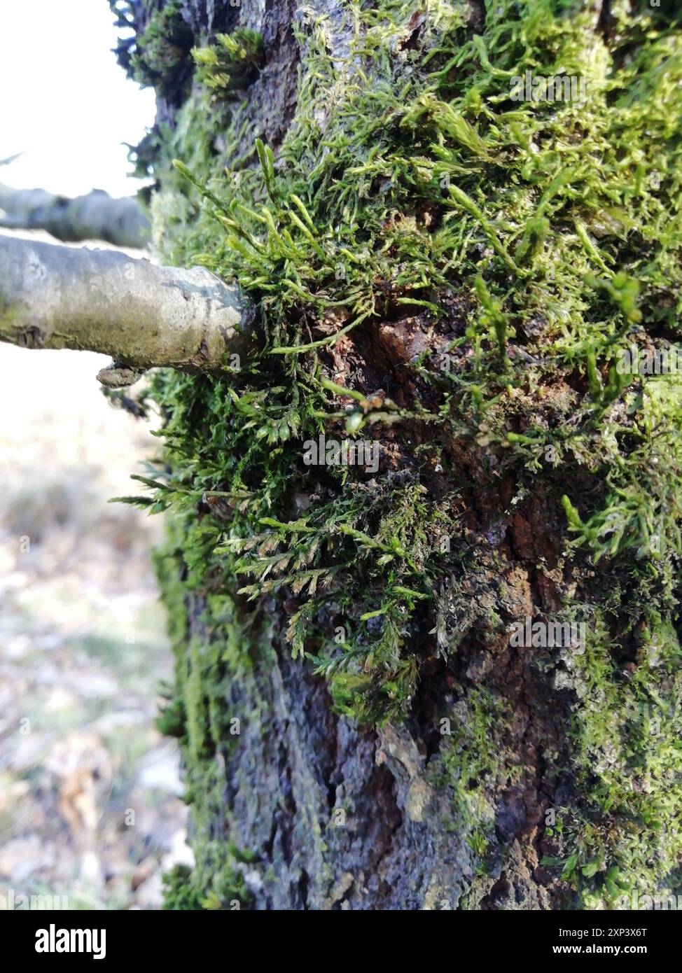 Lateral Cryphaea (Cryphaea heteromalla) Plantae Stock Photo - Alamy