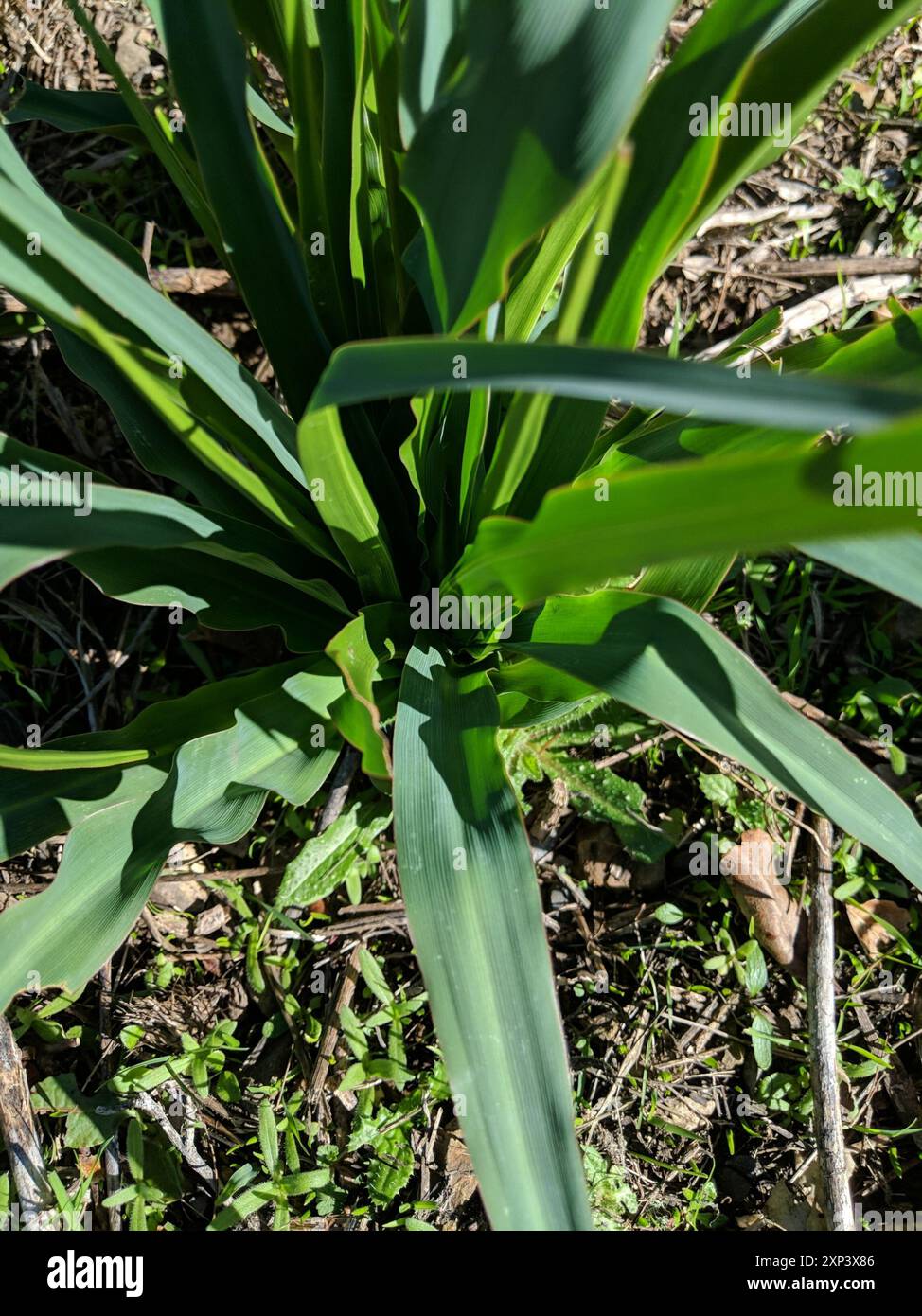 wavy-leafed soap plant (Chlorogalum pomeridianum) Plantae Stock Photo ...