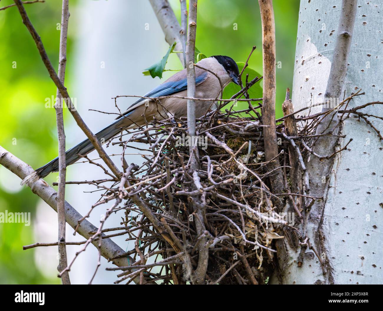 An Azure-winged Magpie (Cyanopica cyanus) perched on its nest. Beijing ...