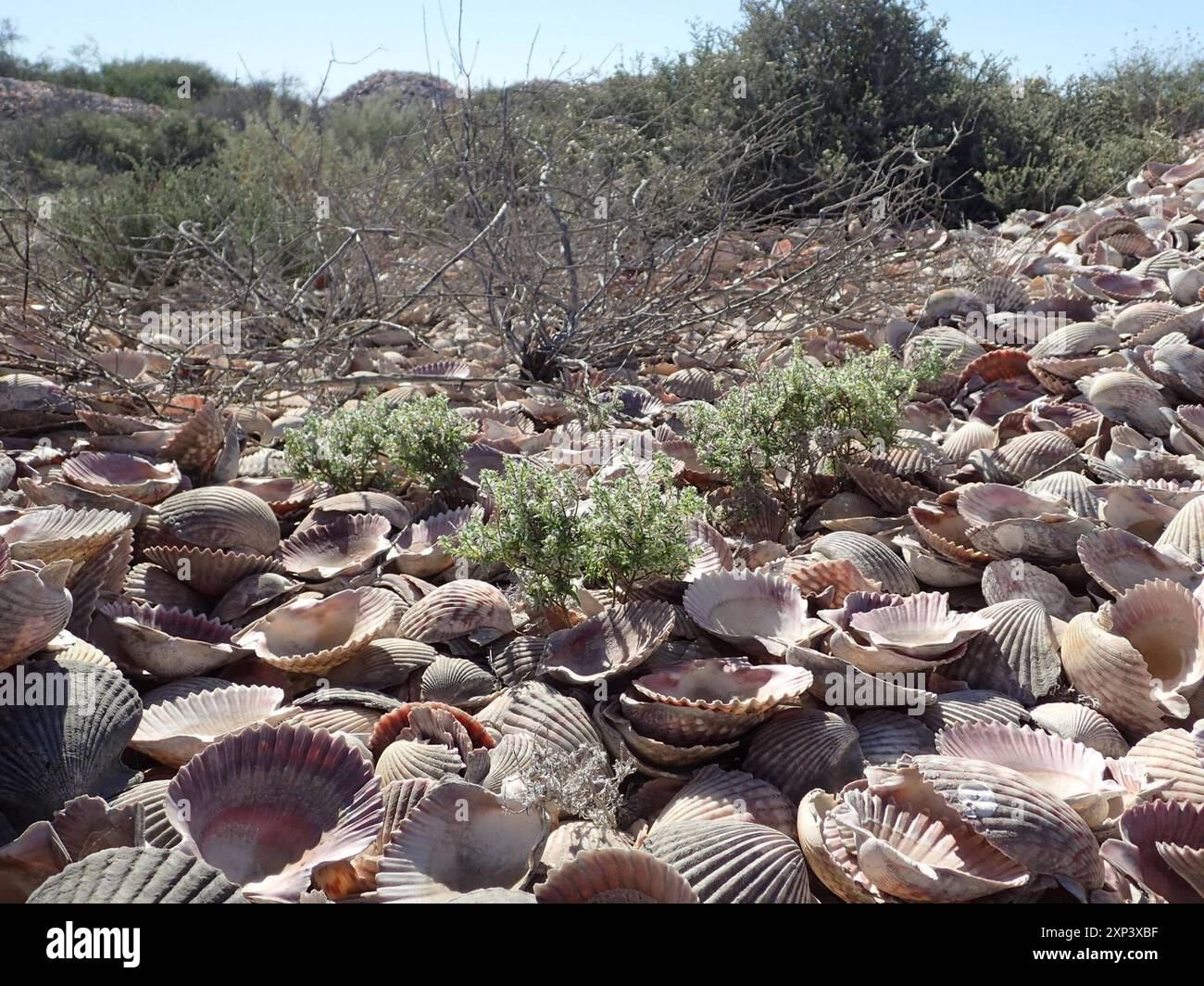 Pacific Calico Scallop (Argopecten ventricosus) Mollusca Stock Photo ...