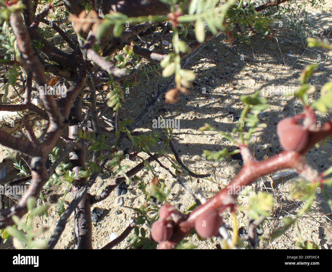 elephant tree (Bursera microphylla) Plantae Stock Photo - Alamy