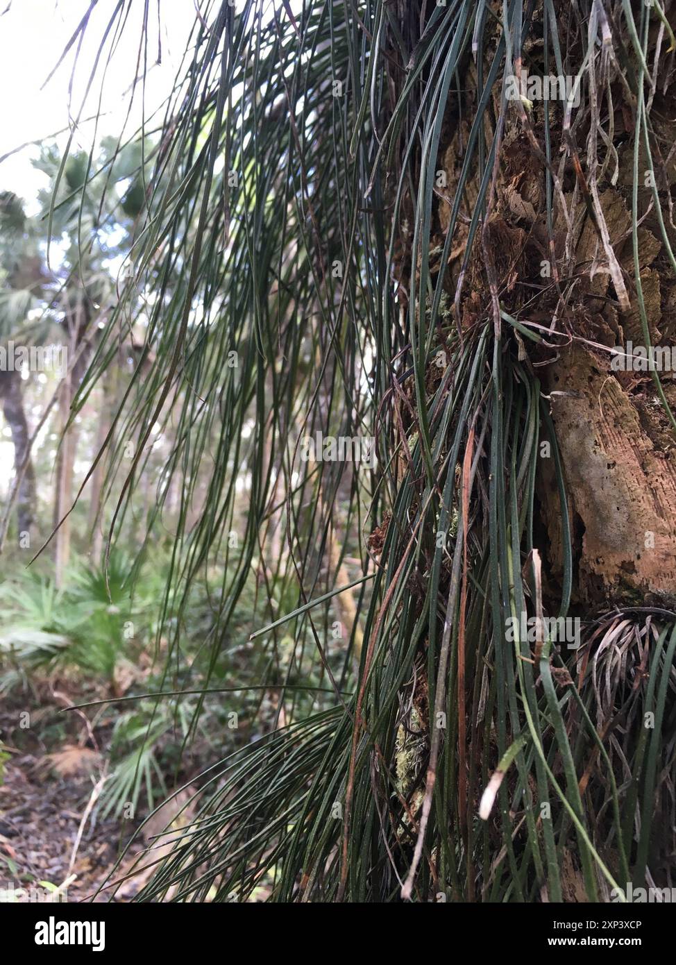 Shoestring Fern (Vittaria lineata) Plantae Stock Photo - Alamy