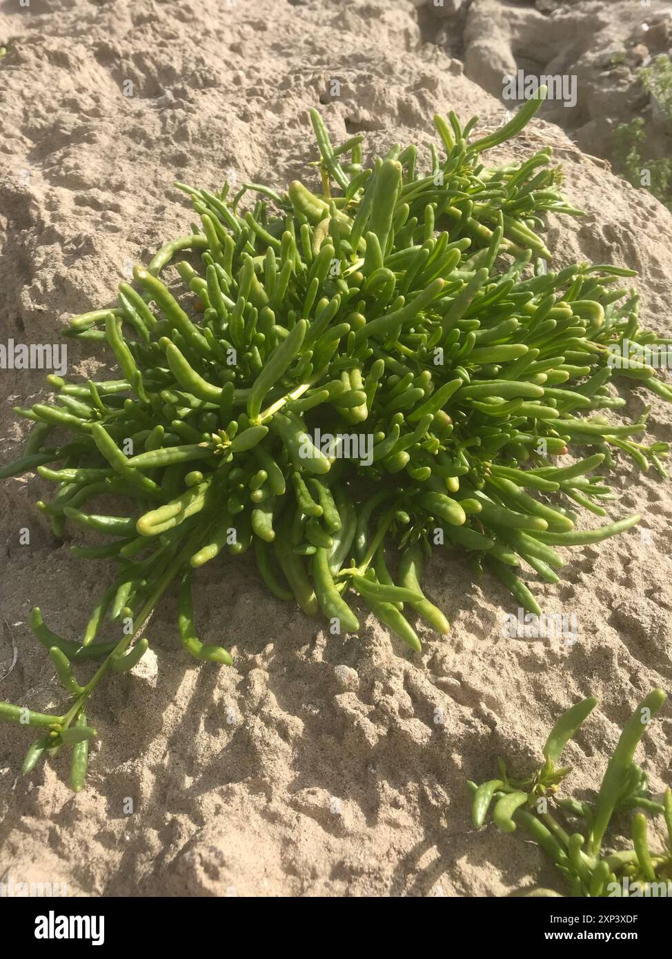 desert rockpurslane (Cistanthe ambigua) Plantae Stock Photo - Alamy