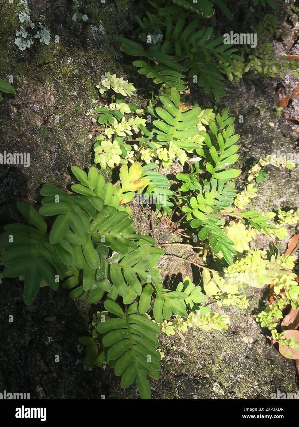 resurrection fern (Pleopeltis michauxiana) Plantae Stock Photo - Alamy