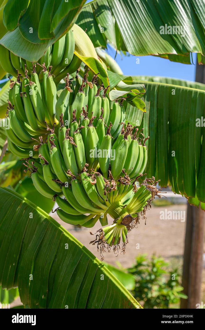 Banana fruit tree nature background Stock Photo - Alamy