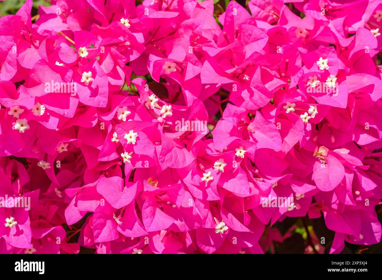 Fuchsia color flower. Red bougainvillea background. Floral texture ...