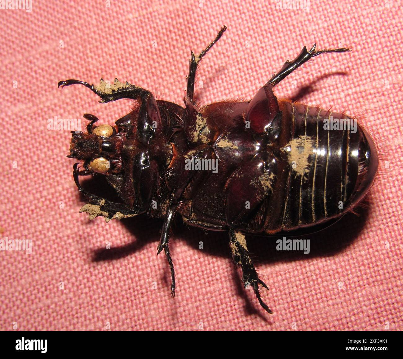 Strategus hi-res stock photography and images - Alamy