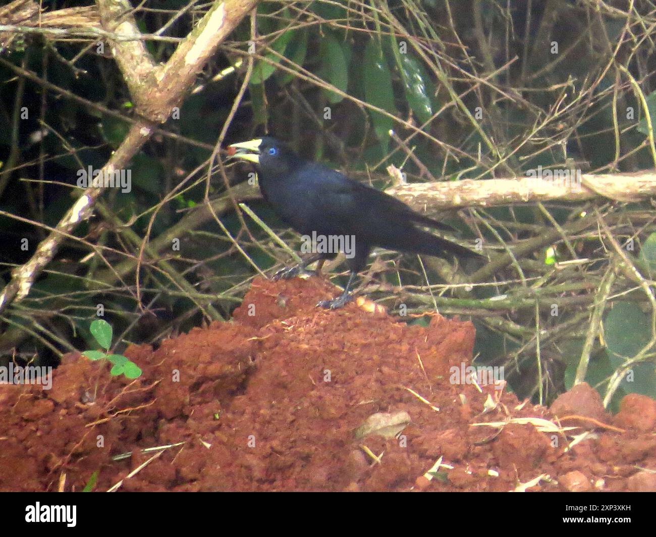Red-rumped Cacique (Cacicus haemorrhous) Aves Stock Photo - Alamy