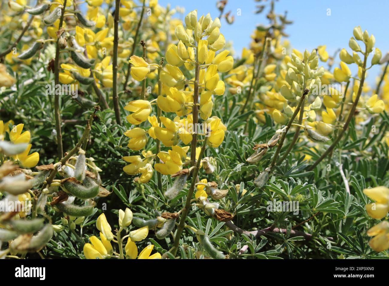coastal bush lupine (Lupinus arboreus) Plantae Stock Photo - Alamy